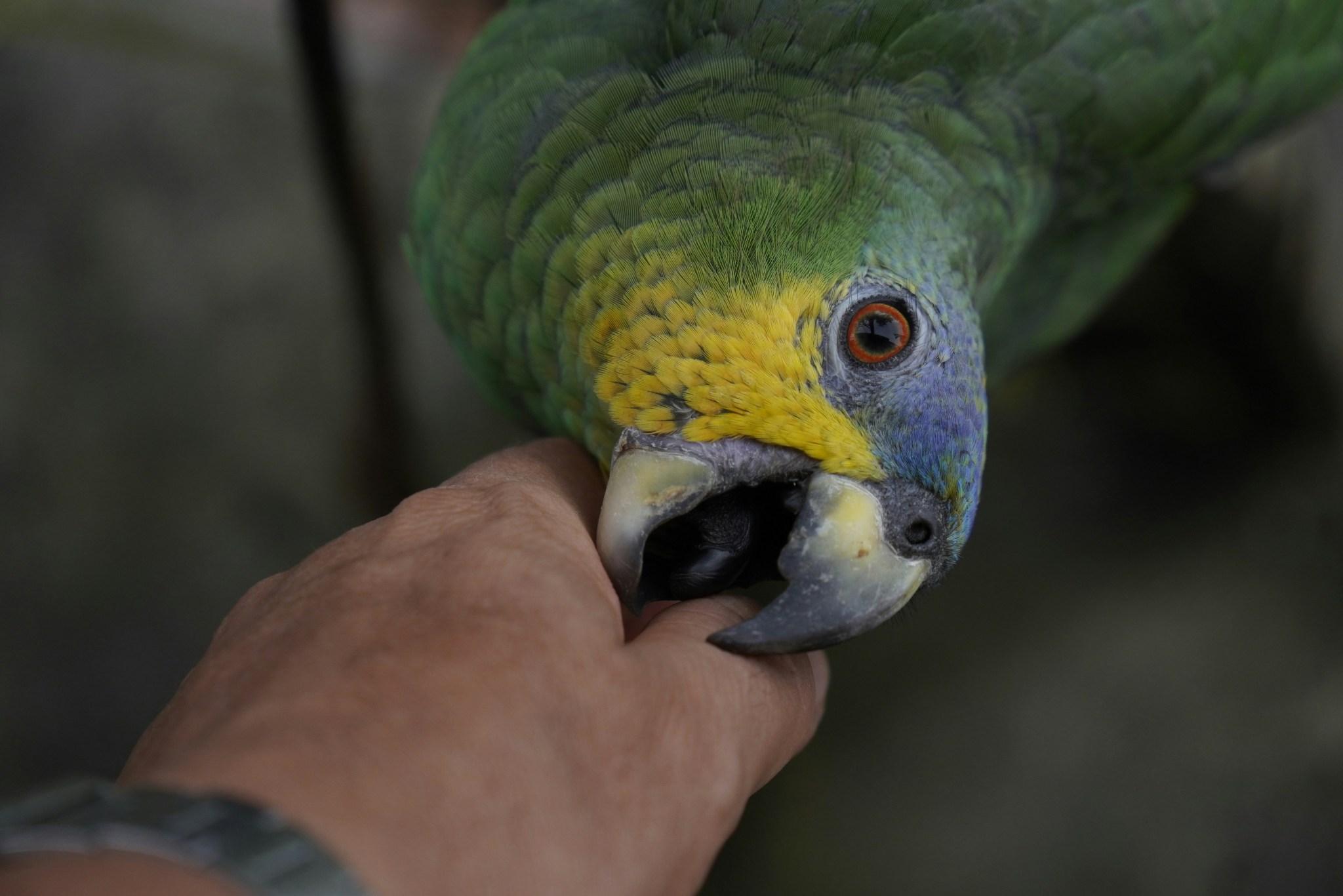 Why Do Birds Bite? 5 Common Reasons and How to Stop It – Flocksentials